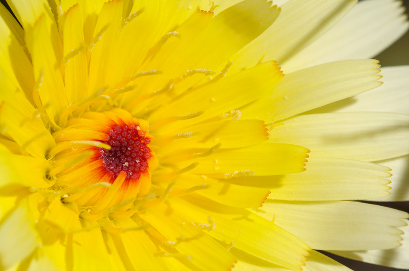 silent alarm: pienenes.