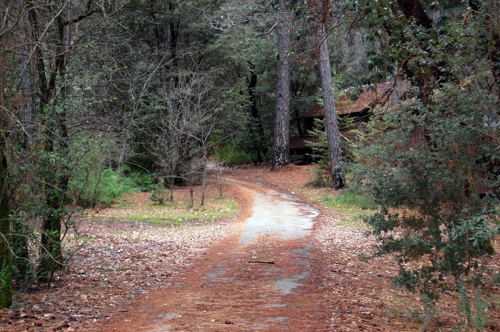 Snoodle.Doodles: Nature's Alphabet~Our last nature walk, 2010