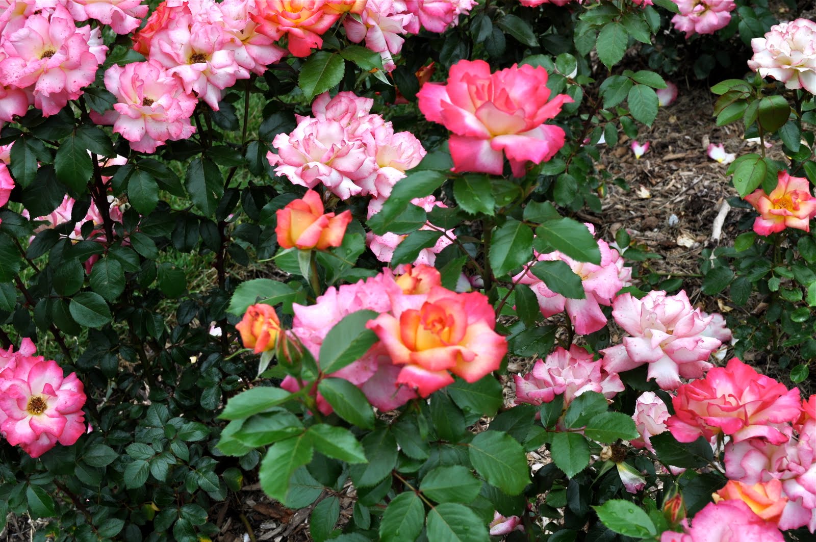 The Places I go...: Return to the Rose Garden
