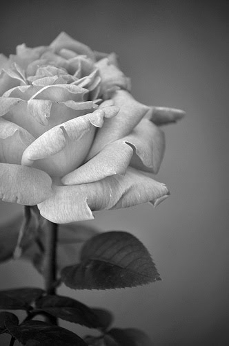 La Rosa Sin Color: Una Carta Inolvidable
