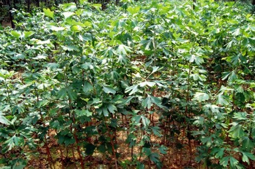 GINKO - INFORMACIJE O GINKU