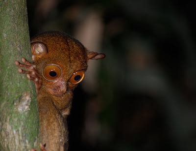 Tarsier At Night