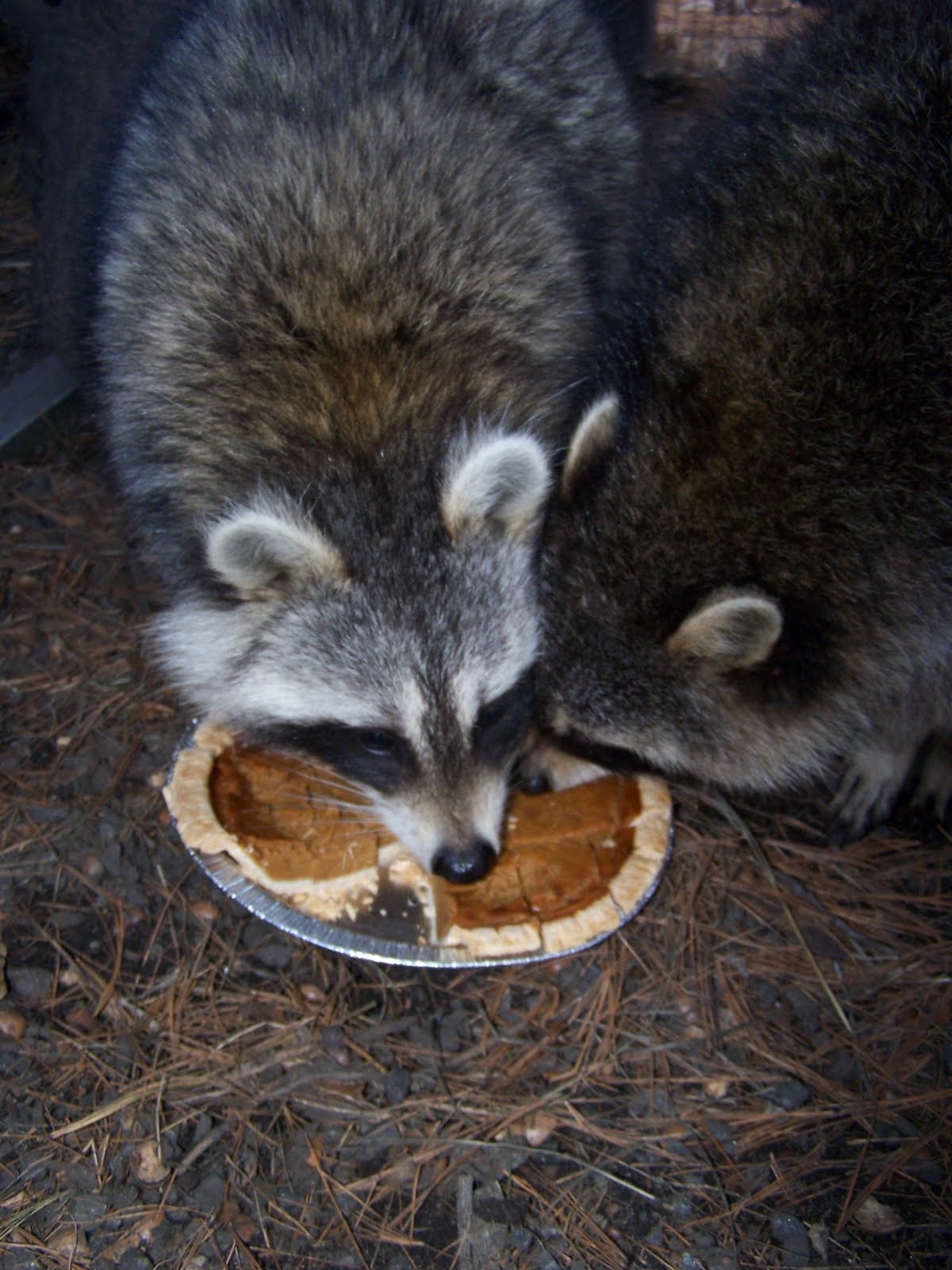 The Laughing Raccoon: The raccoons enjoy their Turkey Day dinner!