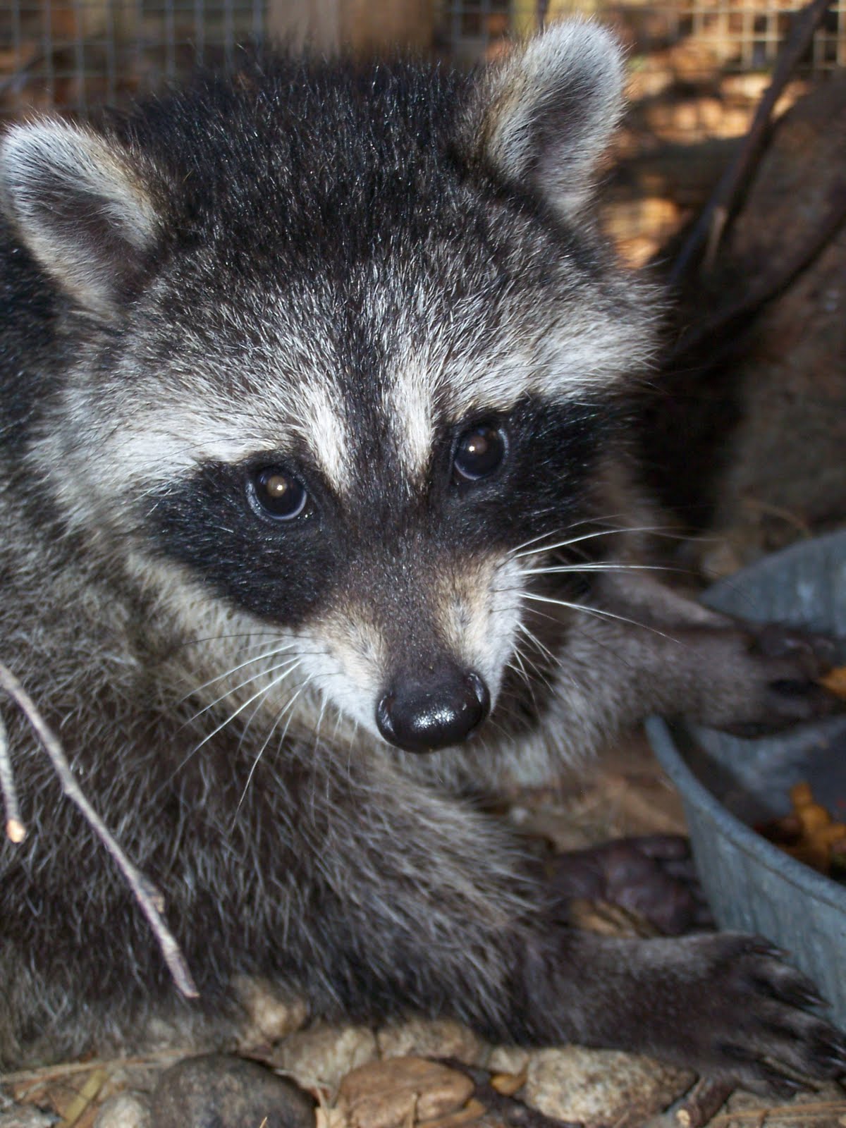 The Laughing Raccoon: Dancing babies!