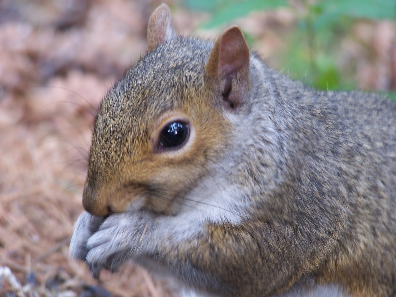 The Laughing Raccoon: Squirrel Tales.