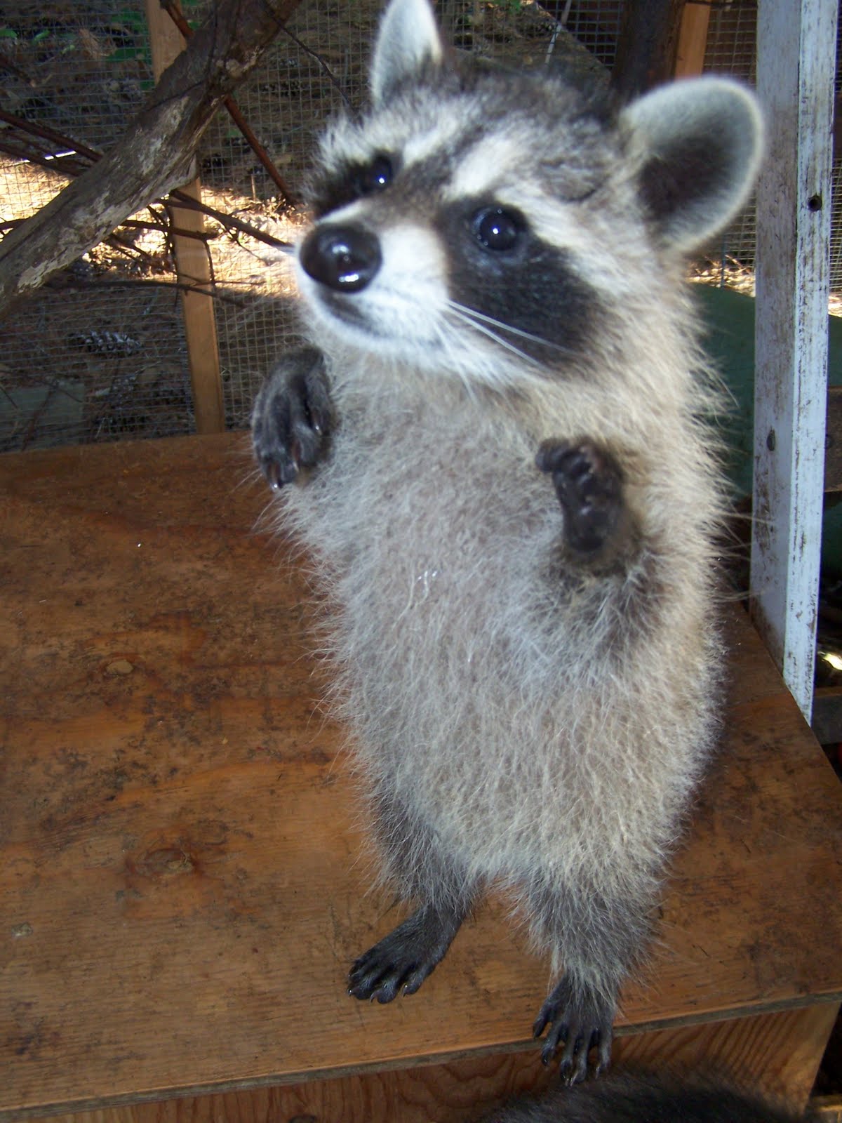 The Laughing Raccoon: Dancing babies!