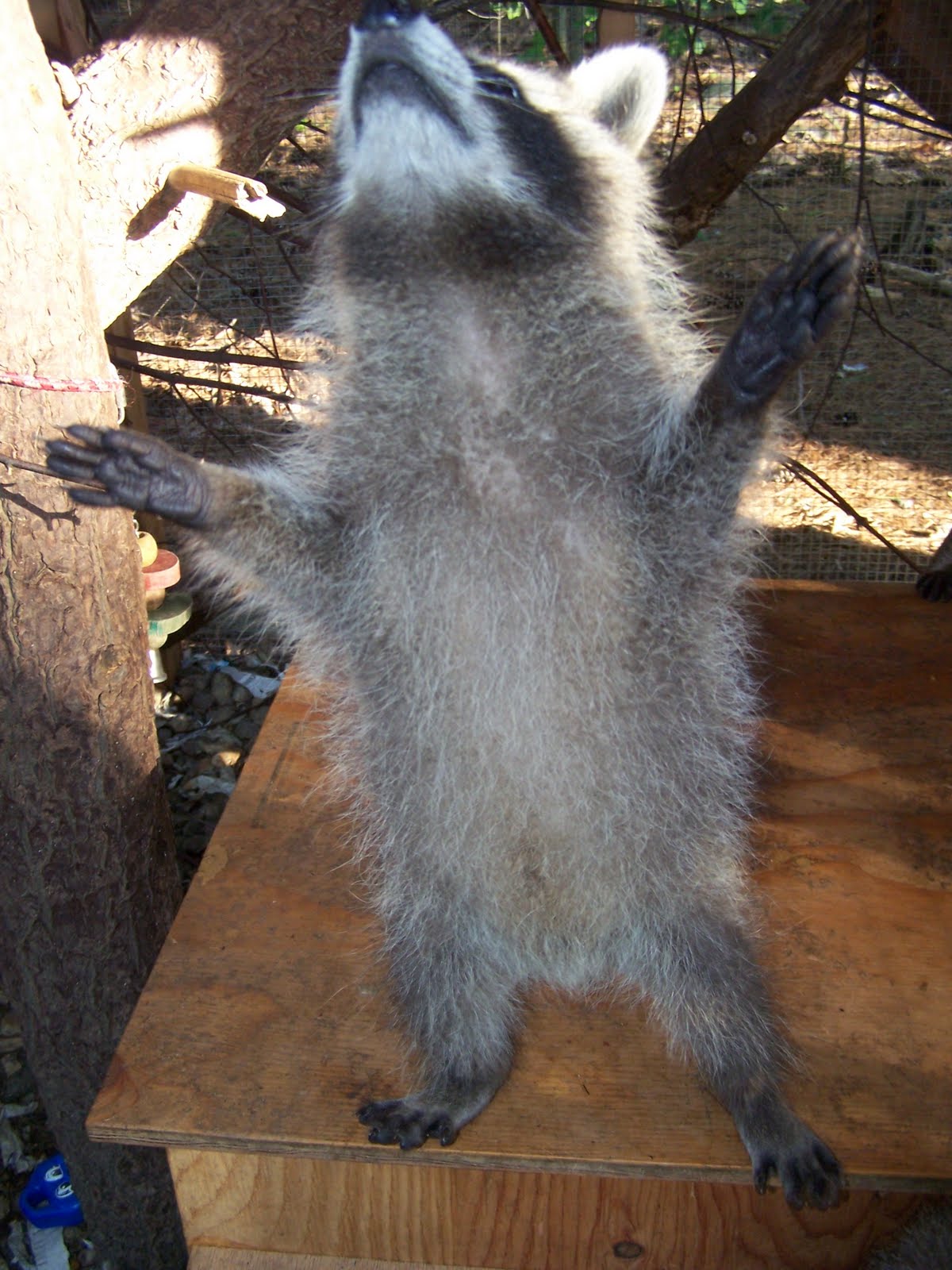 The Laughing Raccoon: Dancing babies!