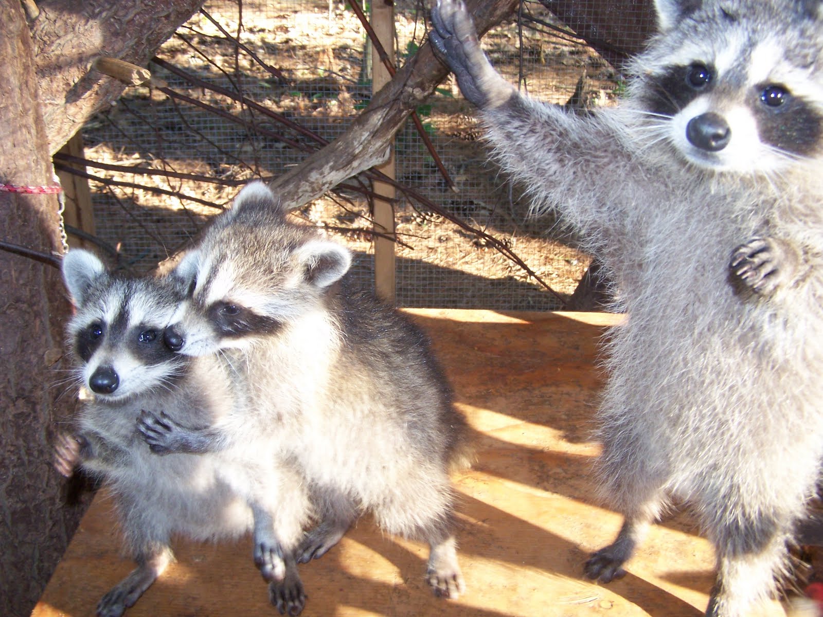 The Laughing Raccoon: Dancing babies!