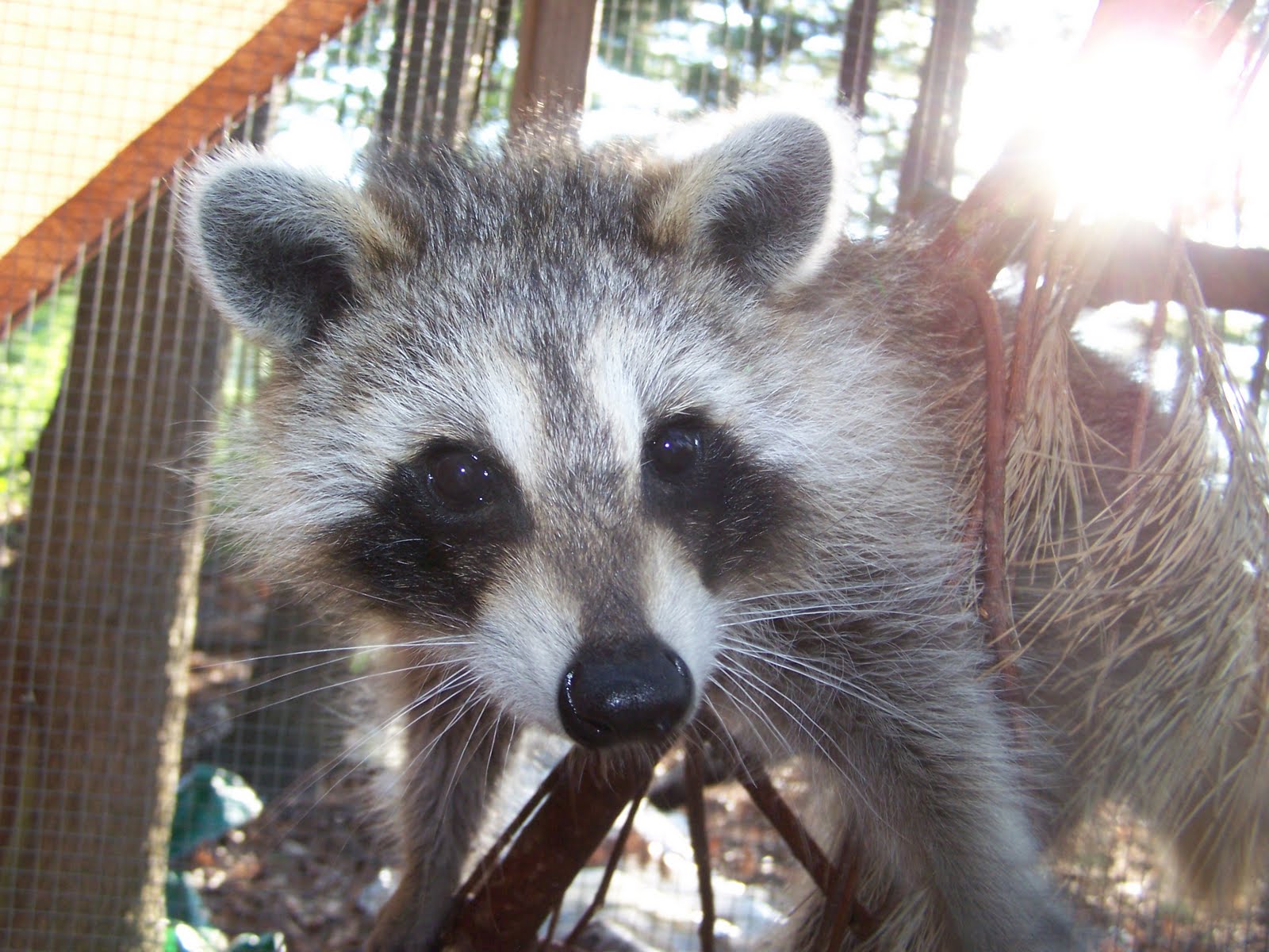 The Laughing Raccoon: Dancing babies!