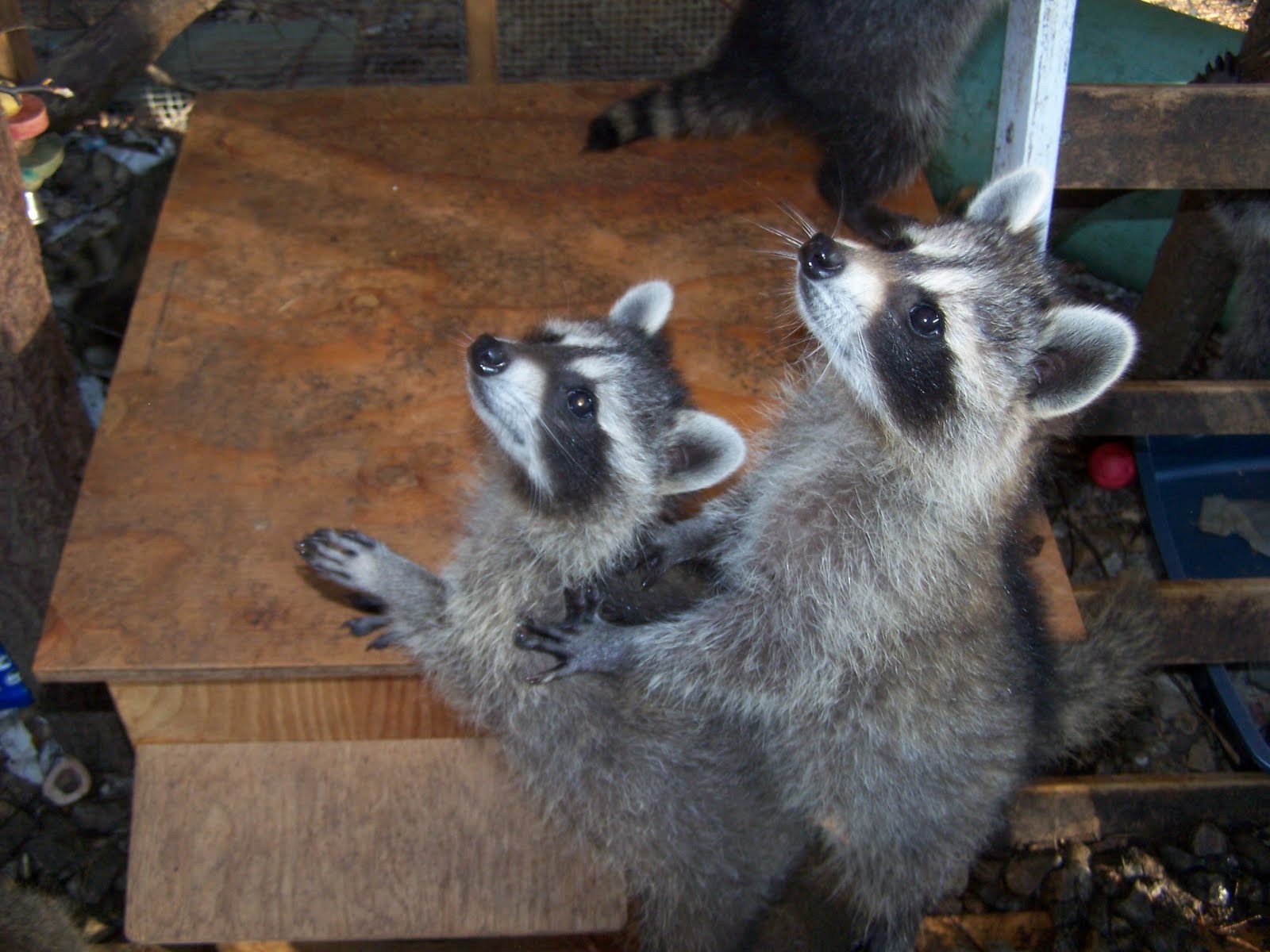 The Laughing Raccoon: Dancing babies!