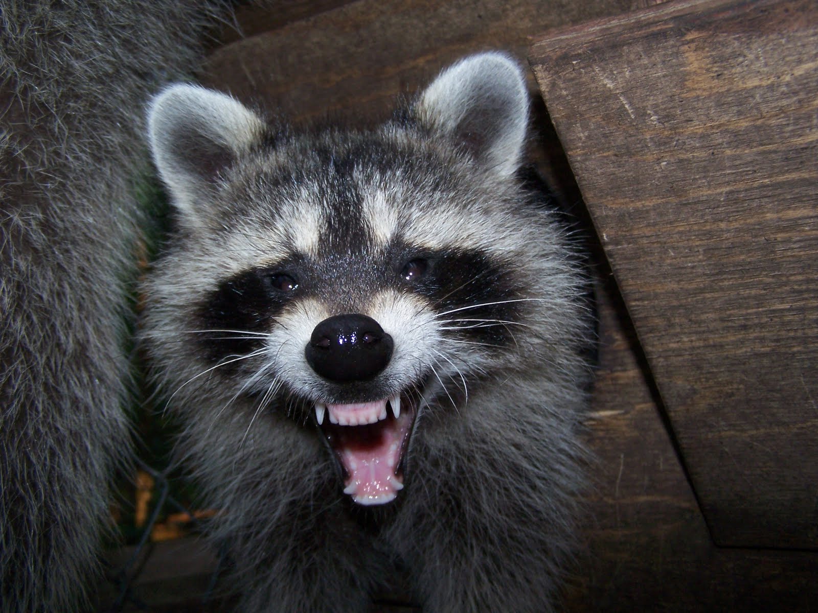 The Laughing Raccoon: The first release.