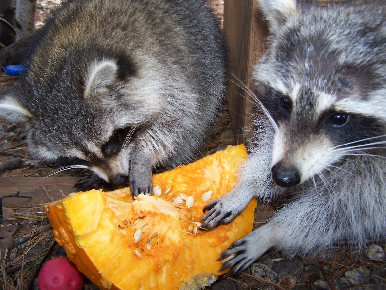 The Laughing Raccoon: Happy Thanksgiving!