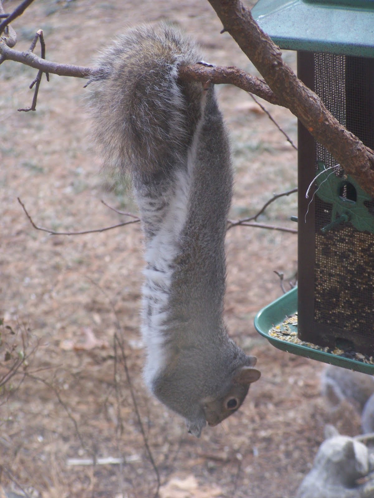The Laughing Raccoon: The squirrel cafe.
