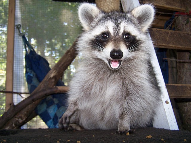 The Laughing Raccoon: January 2011
