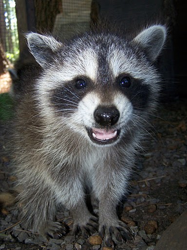 The Laughing Raccoon: Why The Laughing Raccoon??
