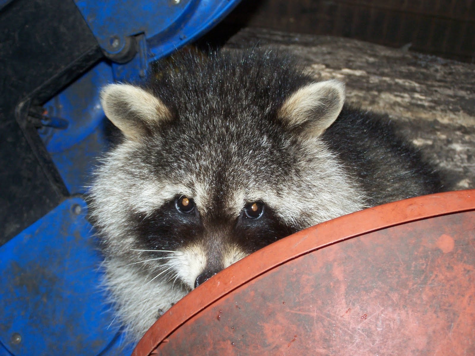 The Laughing Raccoon: The grumpy gramps gang.