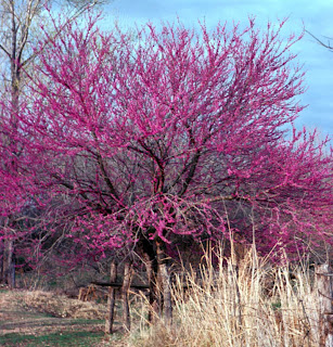 Spy Wednesday, and the tree of Judas - The Deacon's Bench