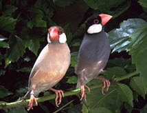 AVES ORNAMENTAIS: CALAFATE