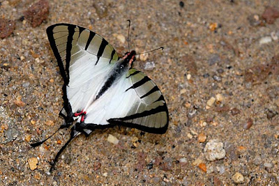 Beauty of Fauna and Flora in Nature: Fraser's Hill Puddlers Part 1