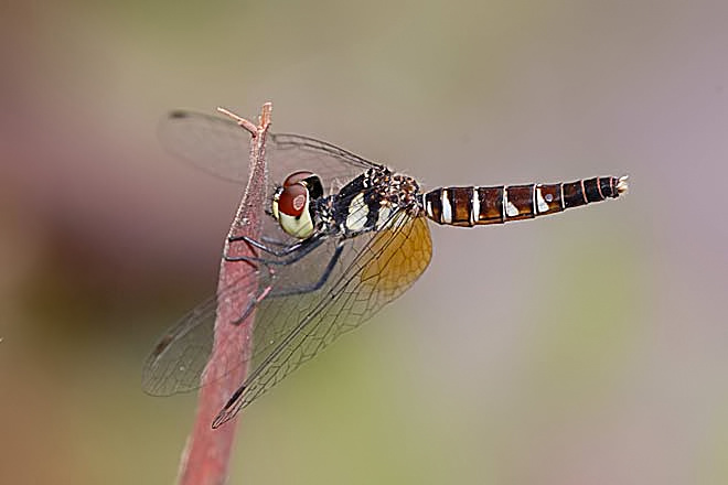 Beauty of Fauna and Flora in Nature: The Smallest Dragonfly Couple ...