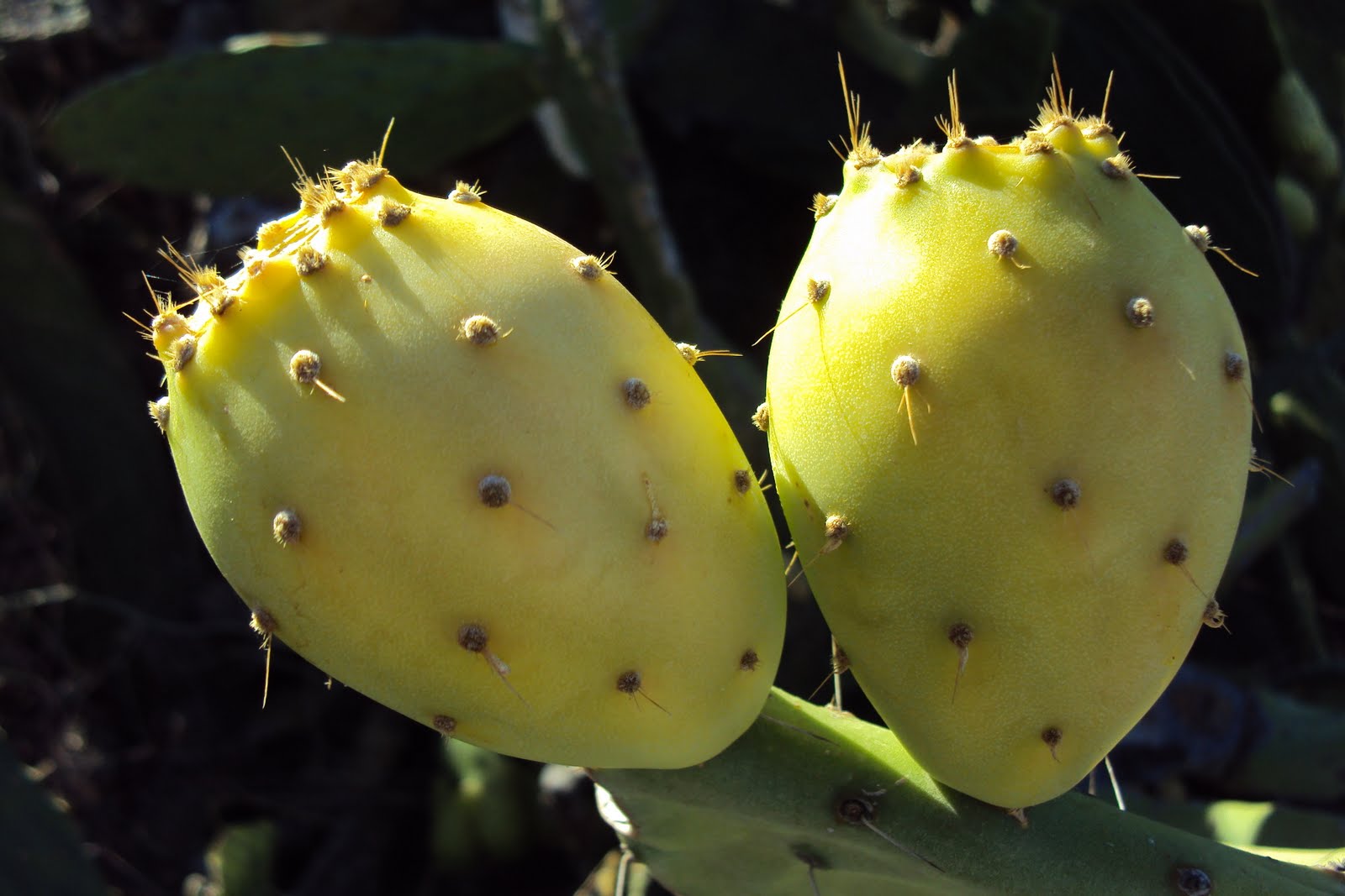 Las cosas de mi pueblo (Encinasola): LAS CHUMBERAS