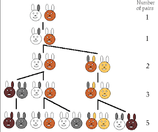 The Beauty of Chaos: The Golden Ratio or Fibonacci numbers and Nature