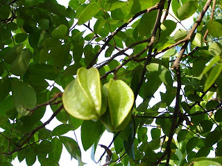 Ampar Picture Gallery: "Kamranga" fruits in Bangladesh