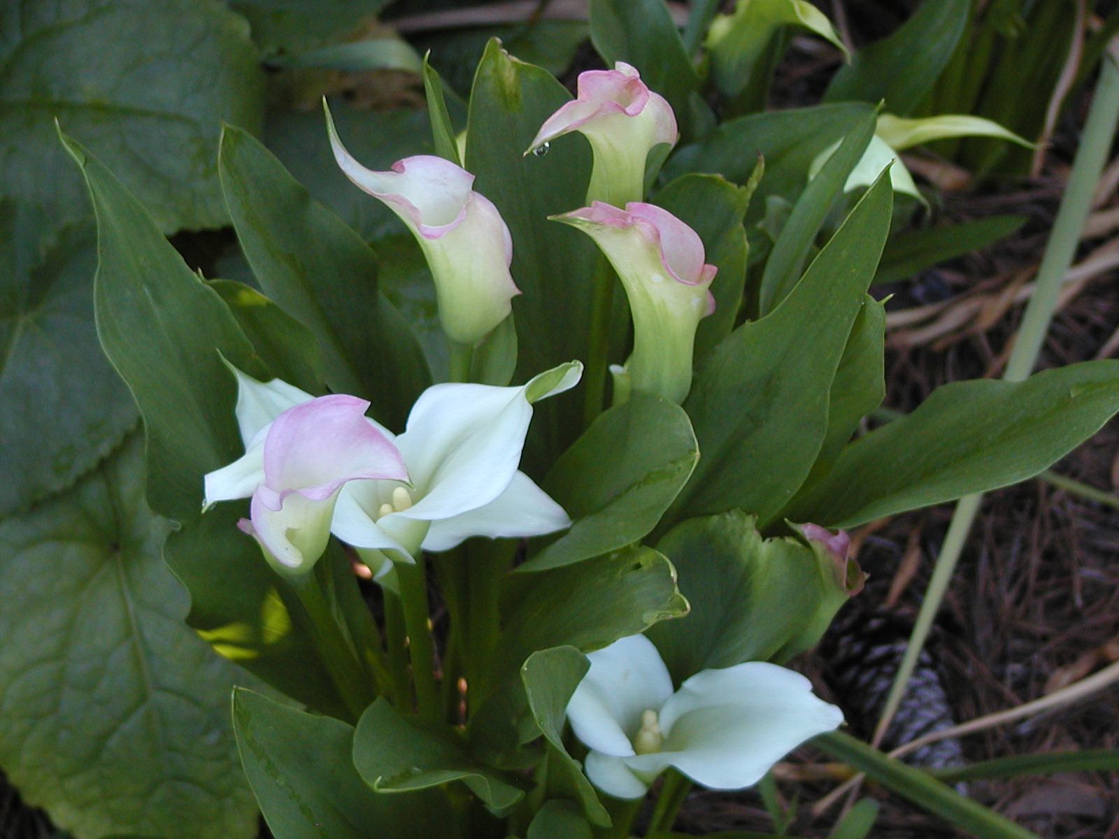 Gene's Garden: Canna's and Calla's