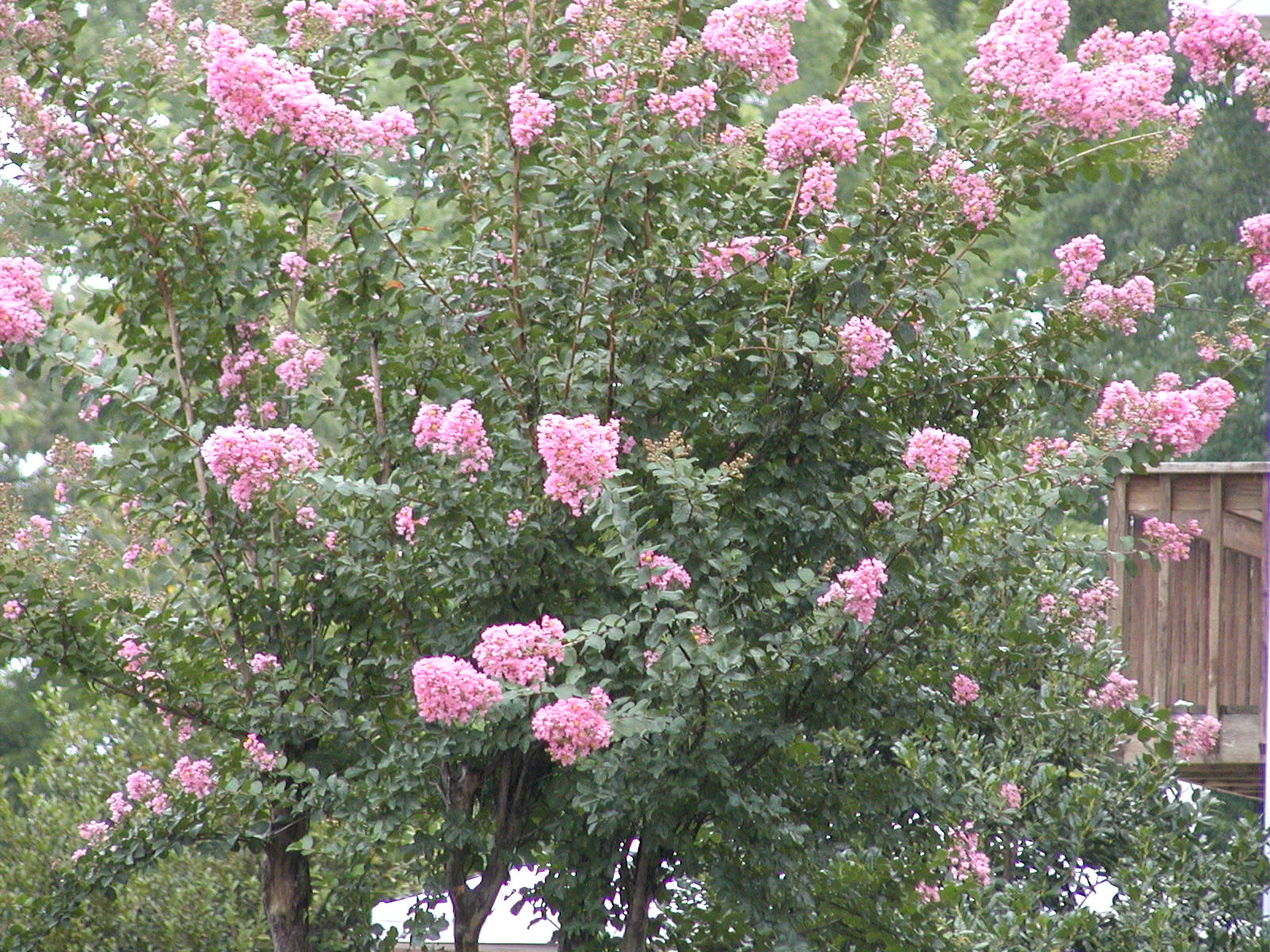 Gene's Garden: Crepe Myrtle season