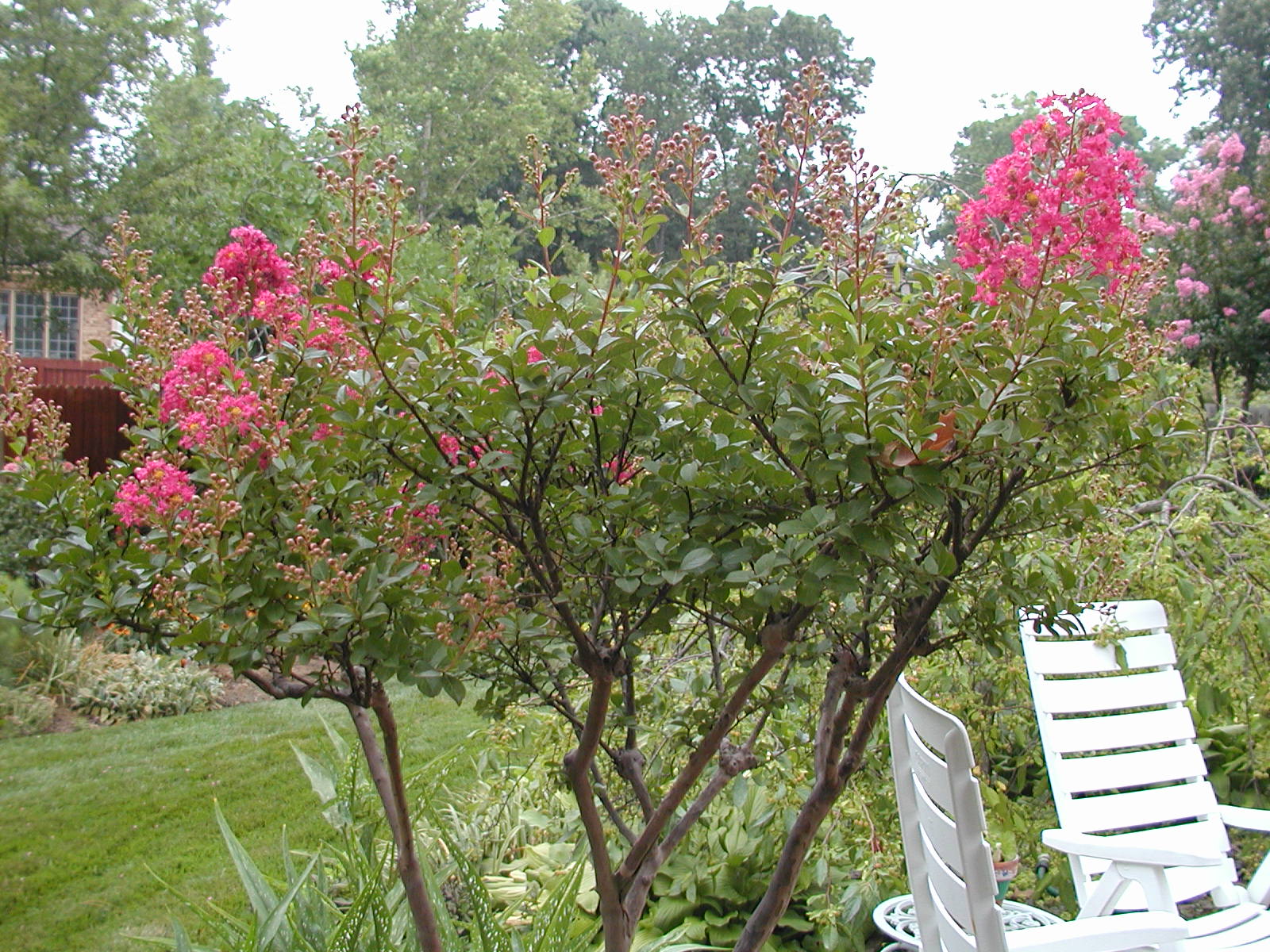 Gene's Garden: Crepe Myrtle season