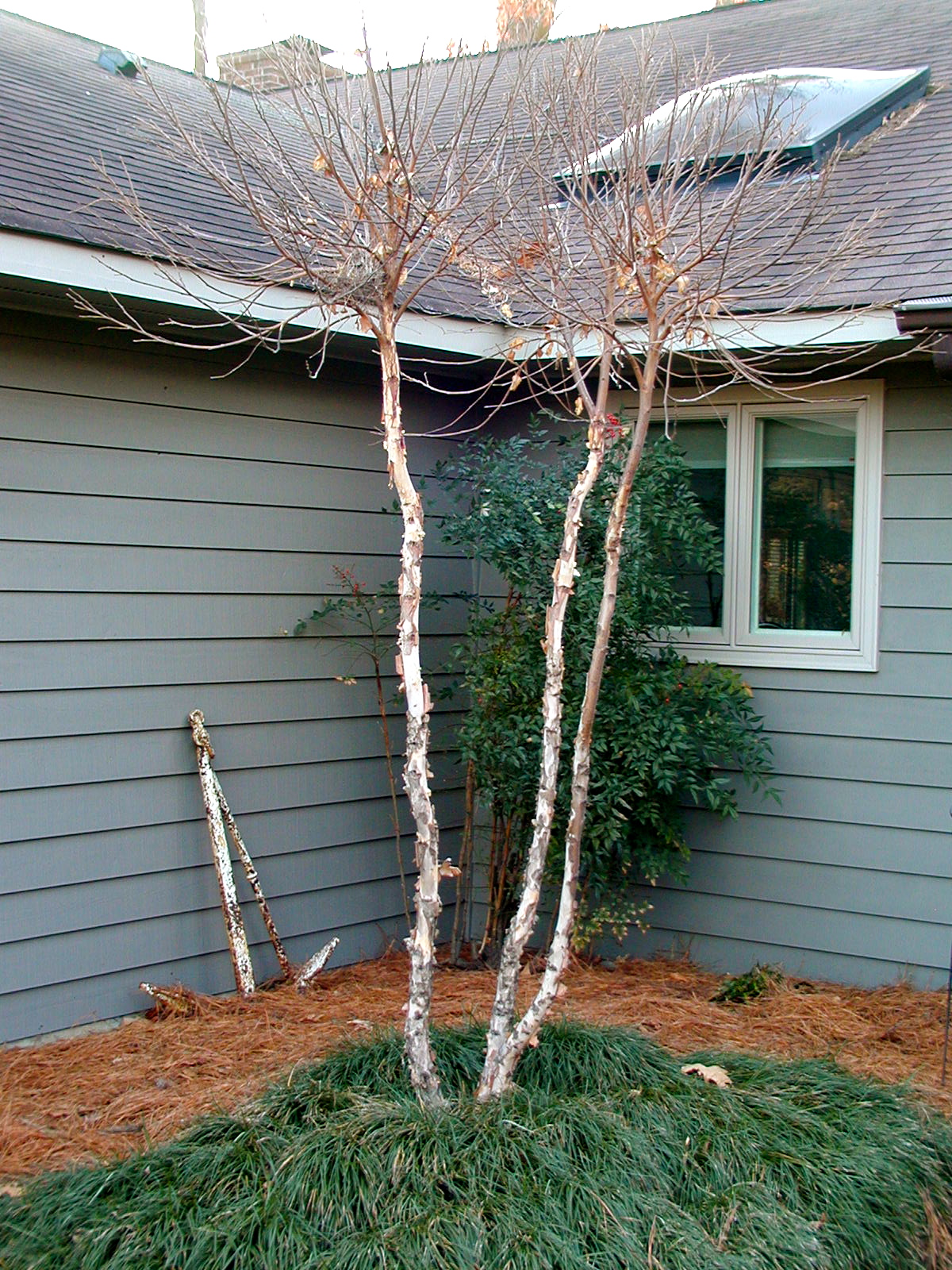 Gene's Garden: Little King River Birch