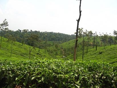 Tata Tea Estate, Coorg