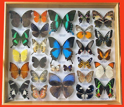 Collecting Butterflies