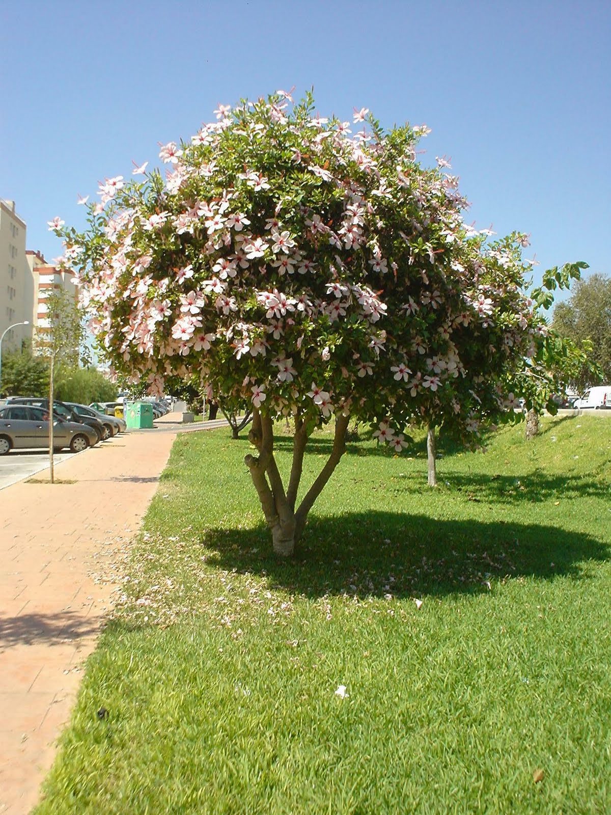 Inside the icehouse: Astonishing hibiscus tree