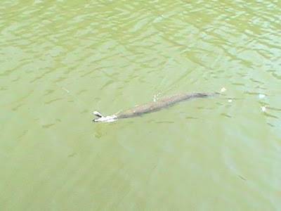 Lake Lanier Gar Fishing: 48" Longnose Gar on Top Water Lure