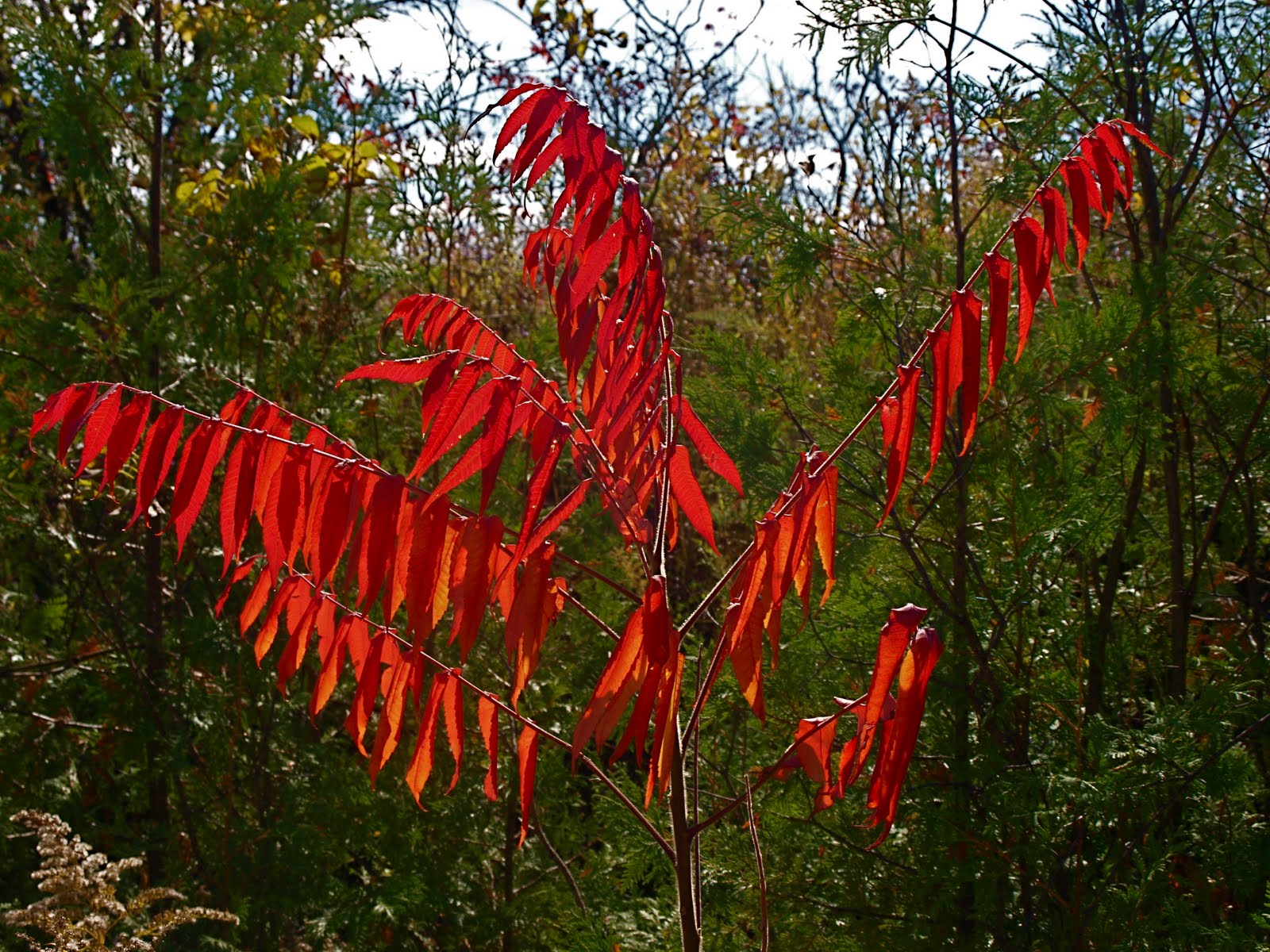 the golden fish: little red sumac