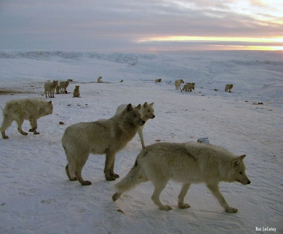 Wolves of the High Arctic – Research on the Arctic Wolves of Ellesmere ...