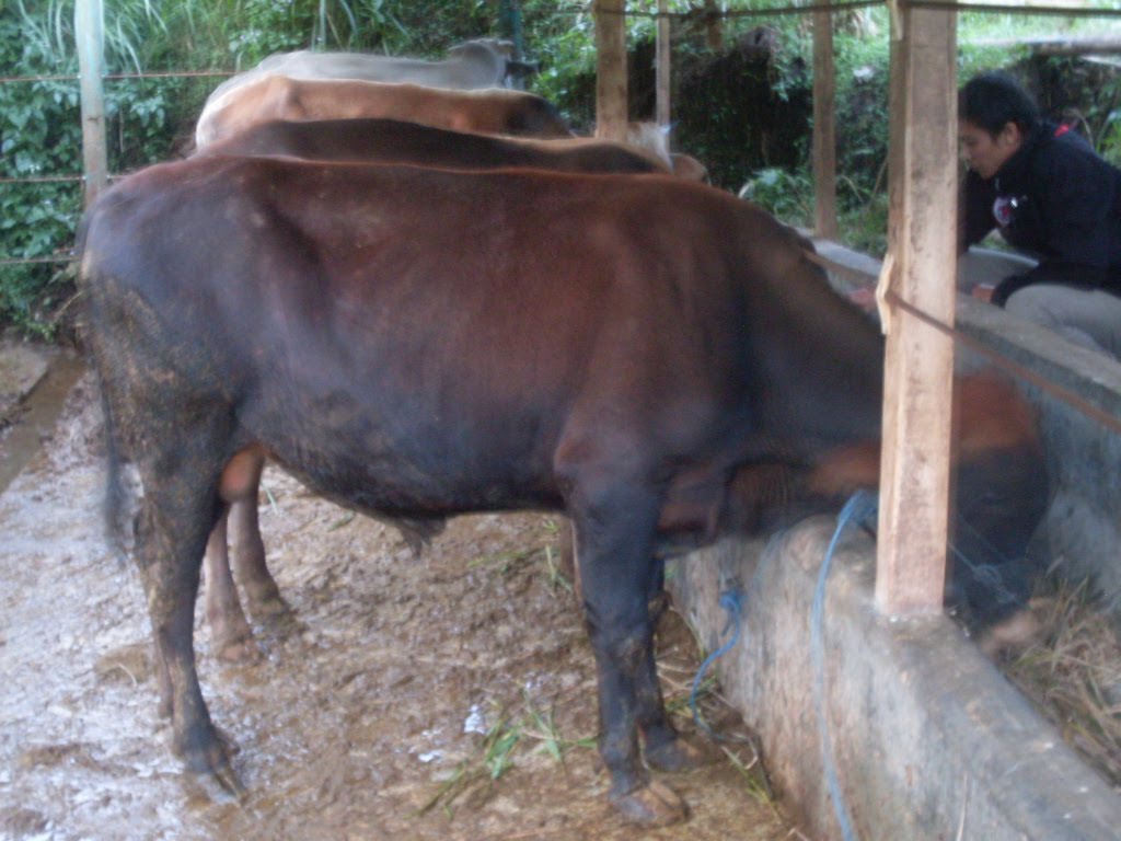 Kambing Sapi Domba: Sapi Bakalan Siap Jual