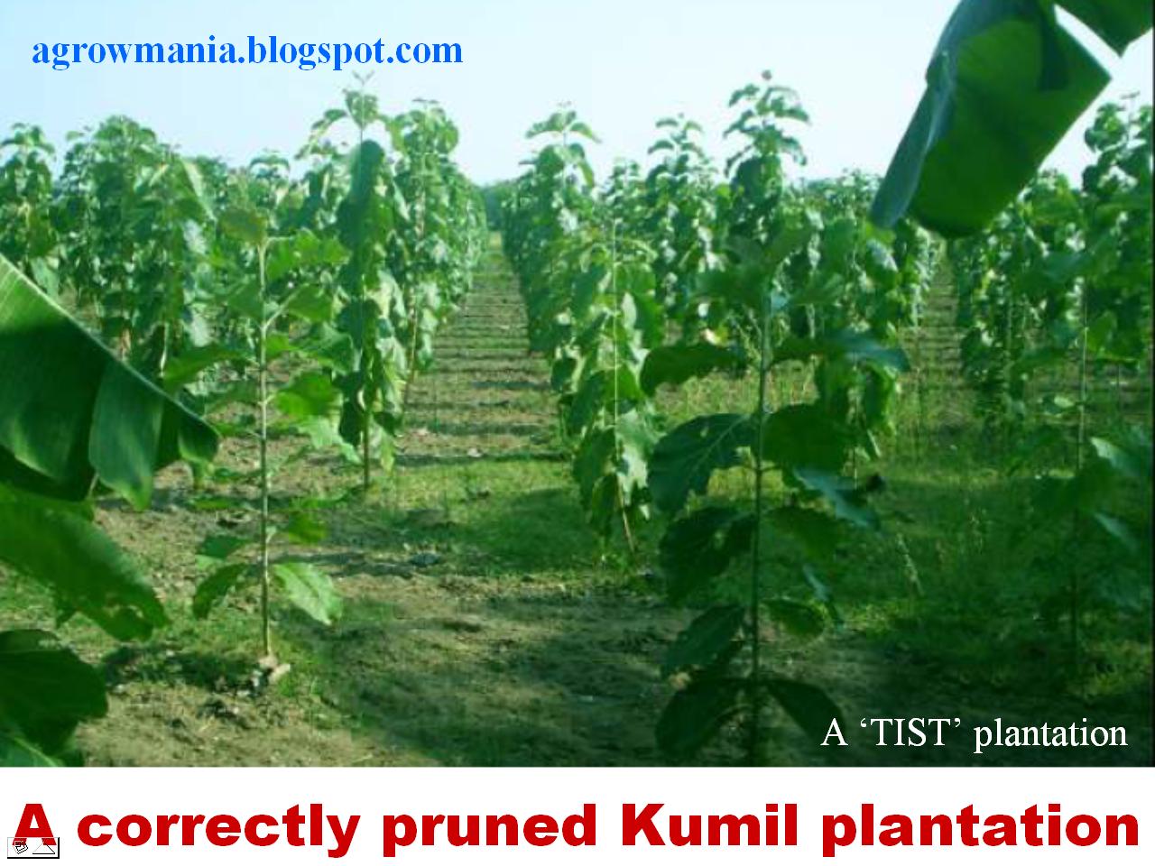 Agroforestry - A blog on Agrihortisilviculture: Some more pictures and ...