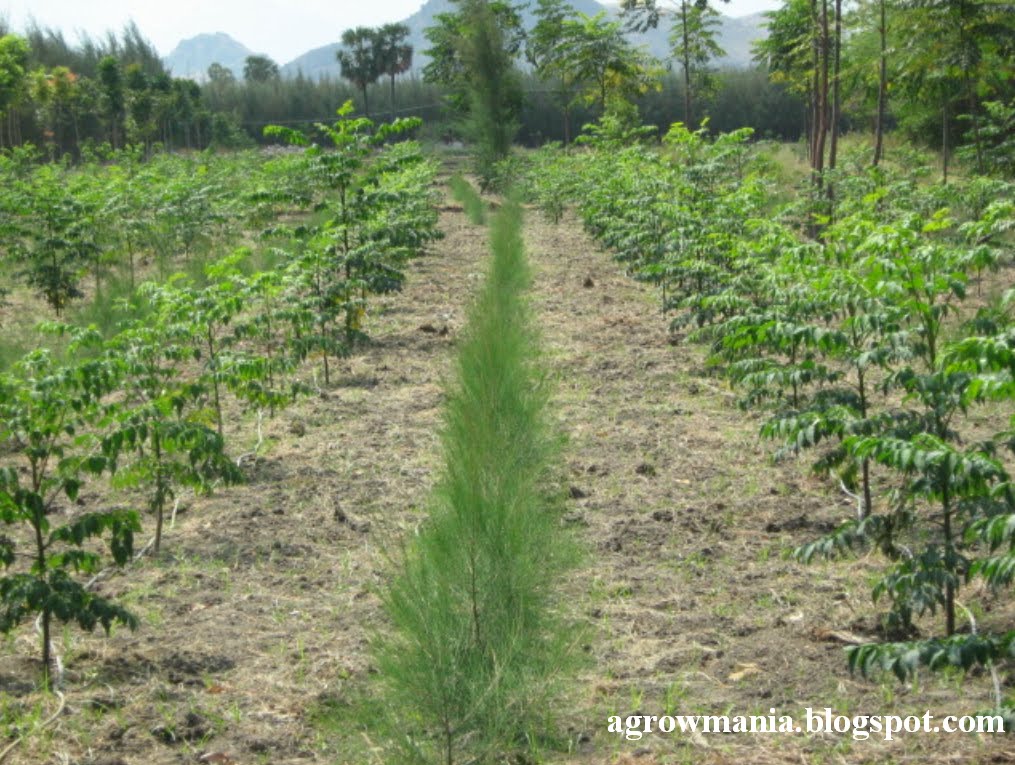 Agroforestry - A blog on Agrihortisilviculture: Melia dubia (Tamil ...