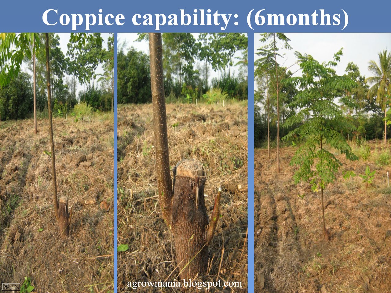 Agroforestry - A blog on Agrihortisilviculture: Melia dubia (Tamil - Malai Vembu) cultivation