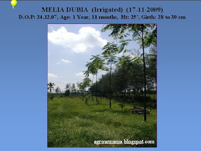 Agroforestry - A blog on Agrihortisilviculture: Some Melia dubia (Malai ...