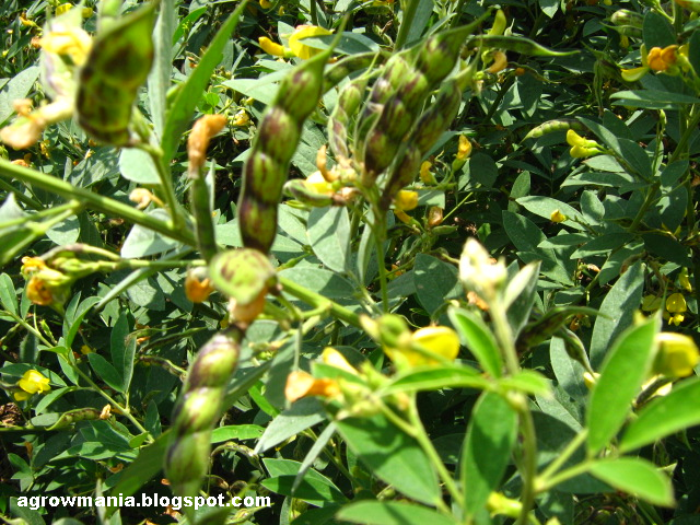 Agroforestry - A blog on Agrihortisilviculture: Pigeon pea (Red gram ...