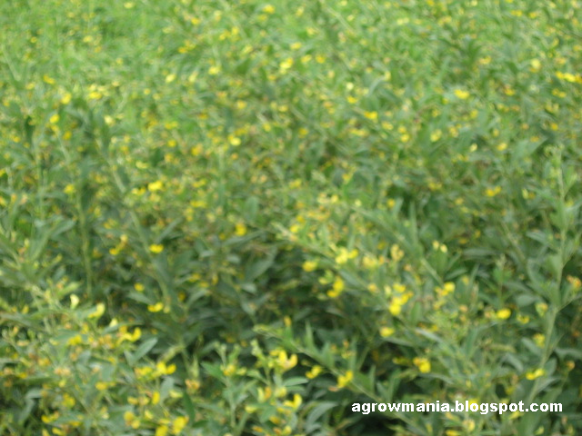 Agroforestry - A blog on Agrihortisilviculture: Pigeon pea (Red gram ...