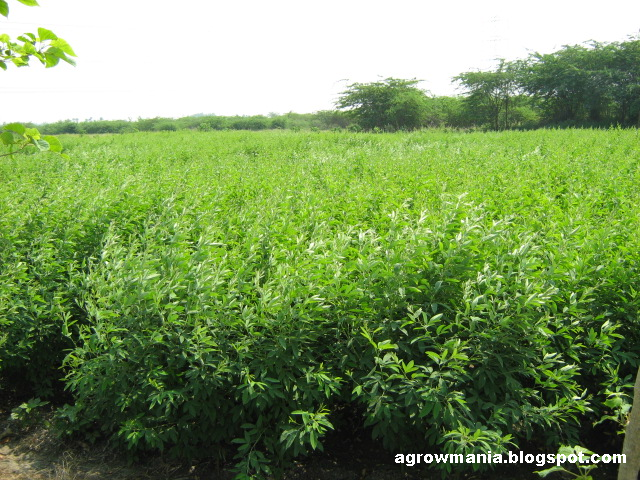 Agroforestry - A blog on Agrihortisilviculture: Pigeon pea (Red gram ...