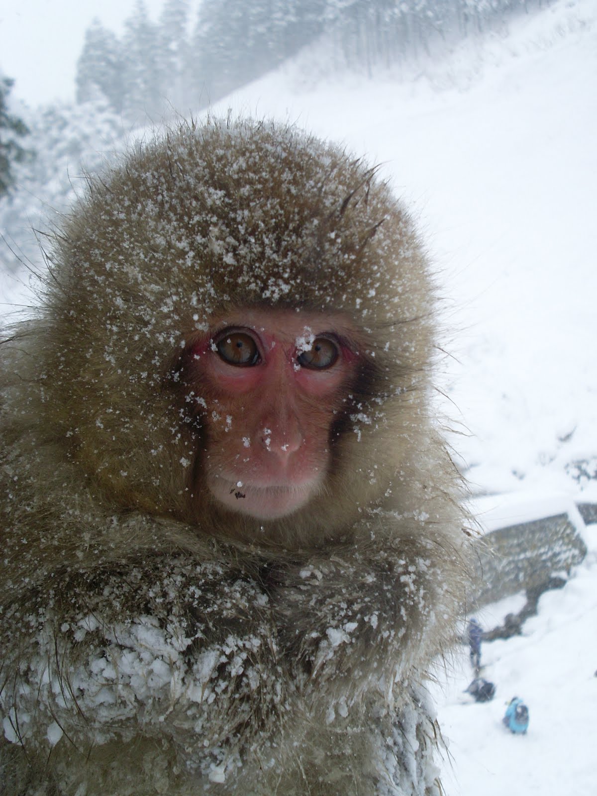 Bell Street: Cute things in Japan
