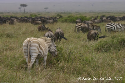 Xavier Van der Veken Nature Photography: Leucistic Plains Zebra