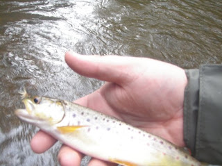 Raz Gone Fishing: Letort Spring Run and Yellow Breeches 9/27