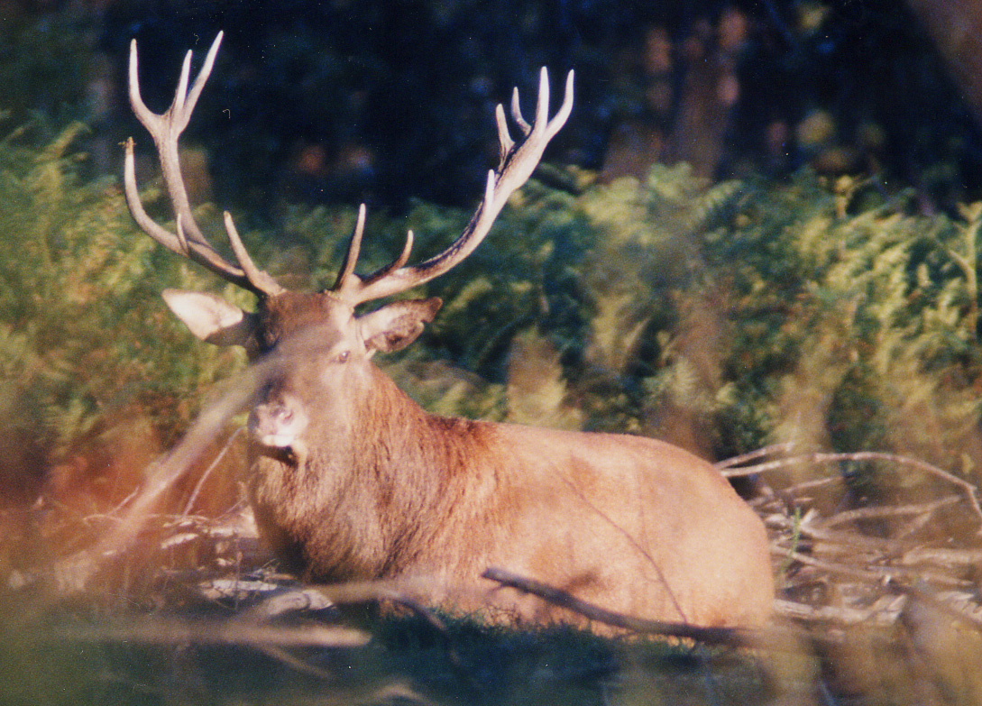 Le Blog "PYRENEES et NATURE" de Benjamin JOFFRE: Les CERFS en forêt de ...