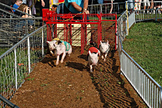 creamybunnyboo: PIG RACING